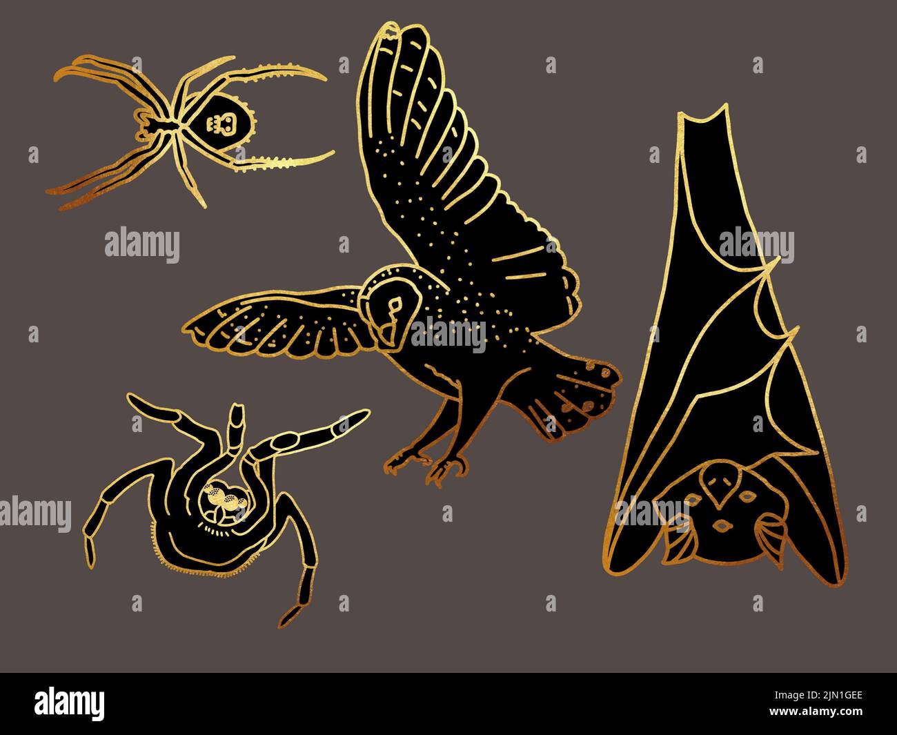 set of illustrations of the witch's familiar. spider, tarantula, owl ...