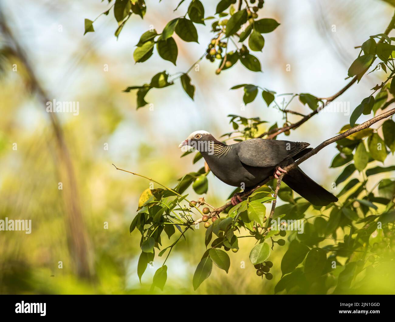 A white-crowned pigeon perched in the tropical tree canopy in the ...