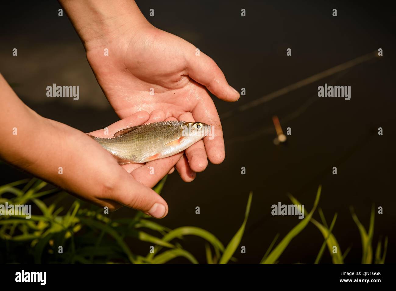 The hand of a young man releases the caught fish into the river, pond ...