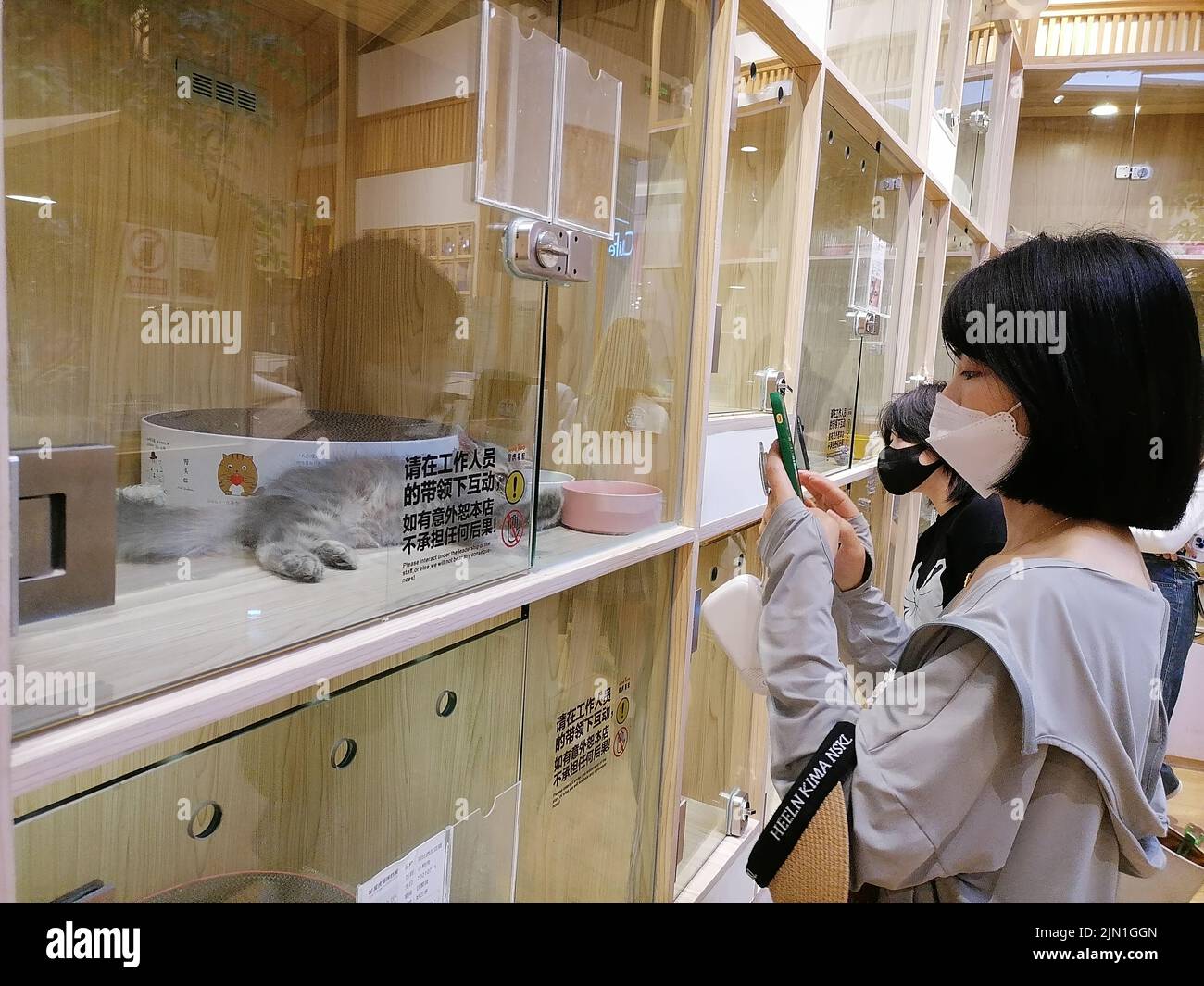 Young girls watch cats in the cat house, in Shenzhen, China Stock Photo ...