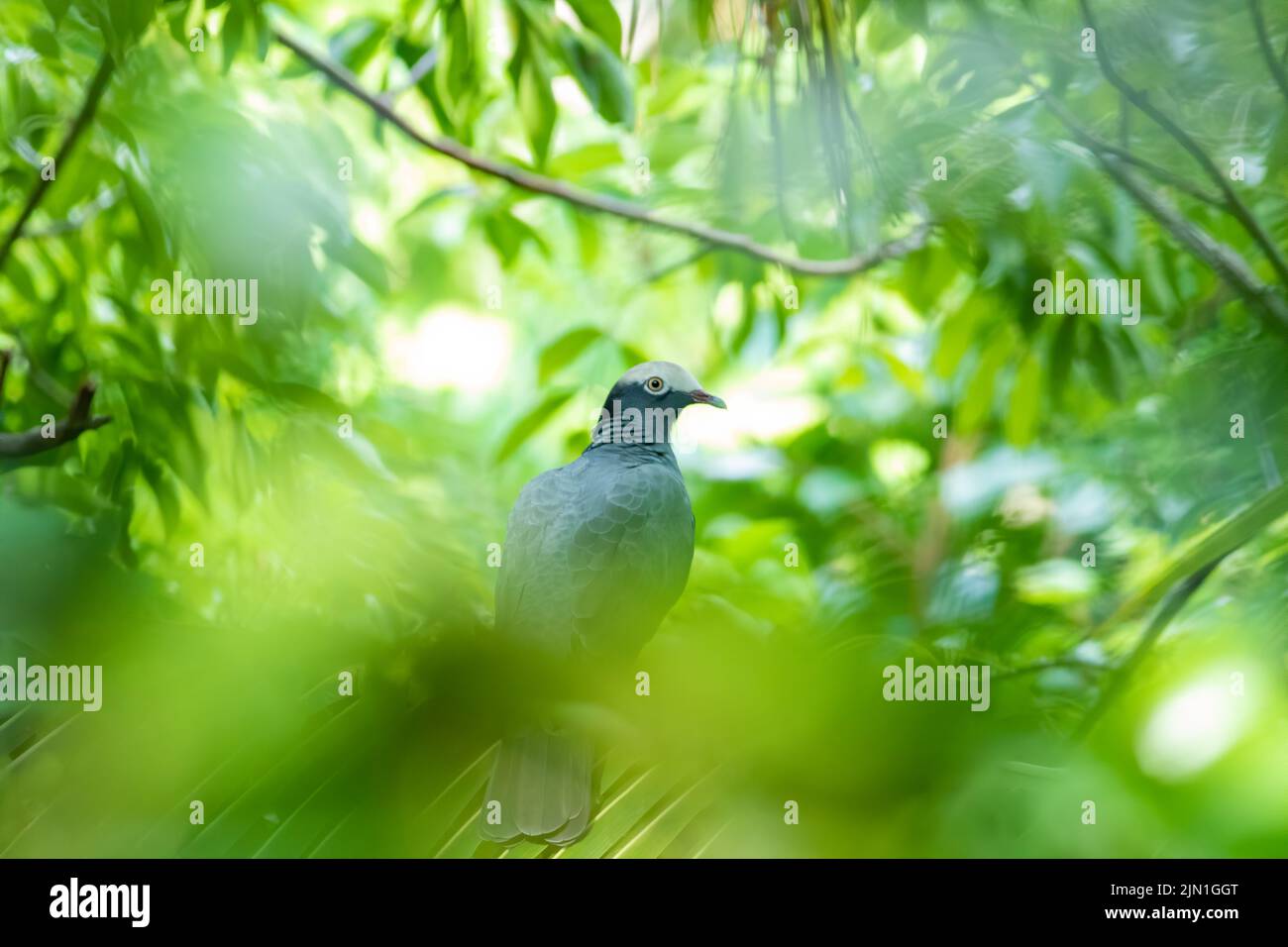 A white-crowned pigeon perched in the tropical tree canopy in the ...