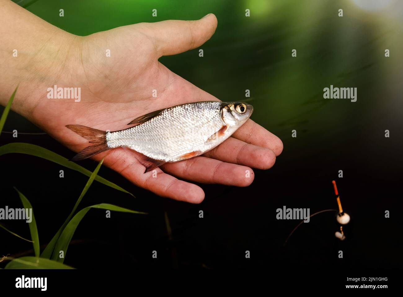 The hand of a young man releases the caught fish into the river, pond ...