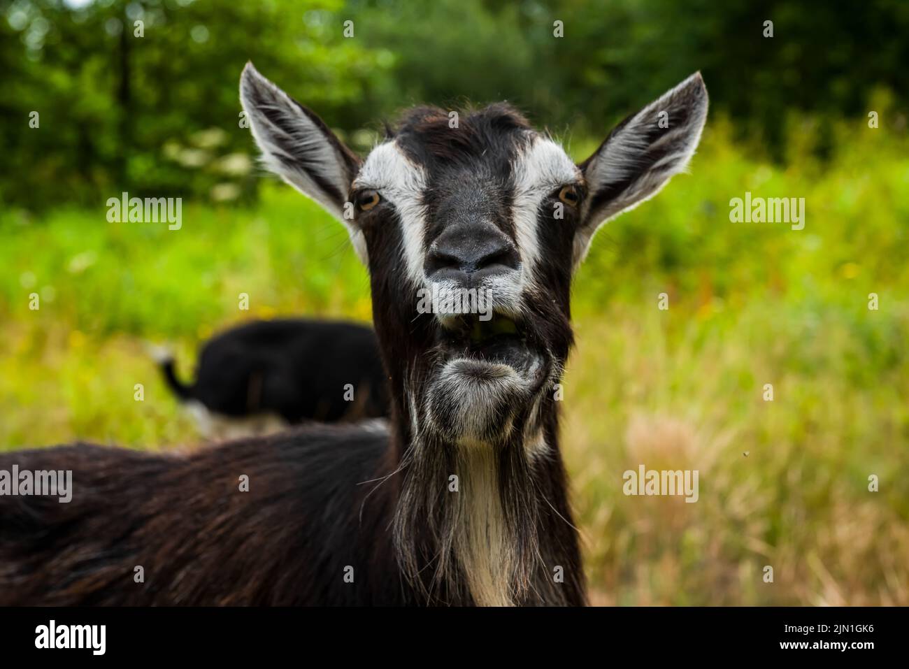 Close-up portrait of a domestic goat. goat looking at the camera Stock ...