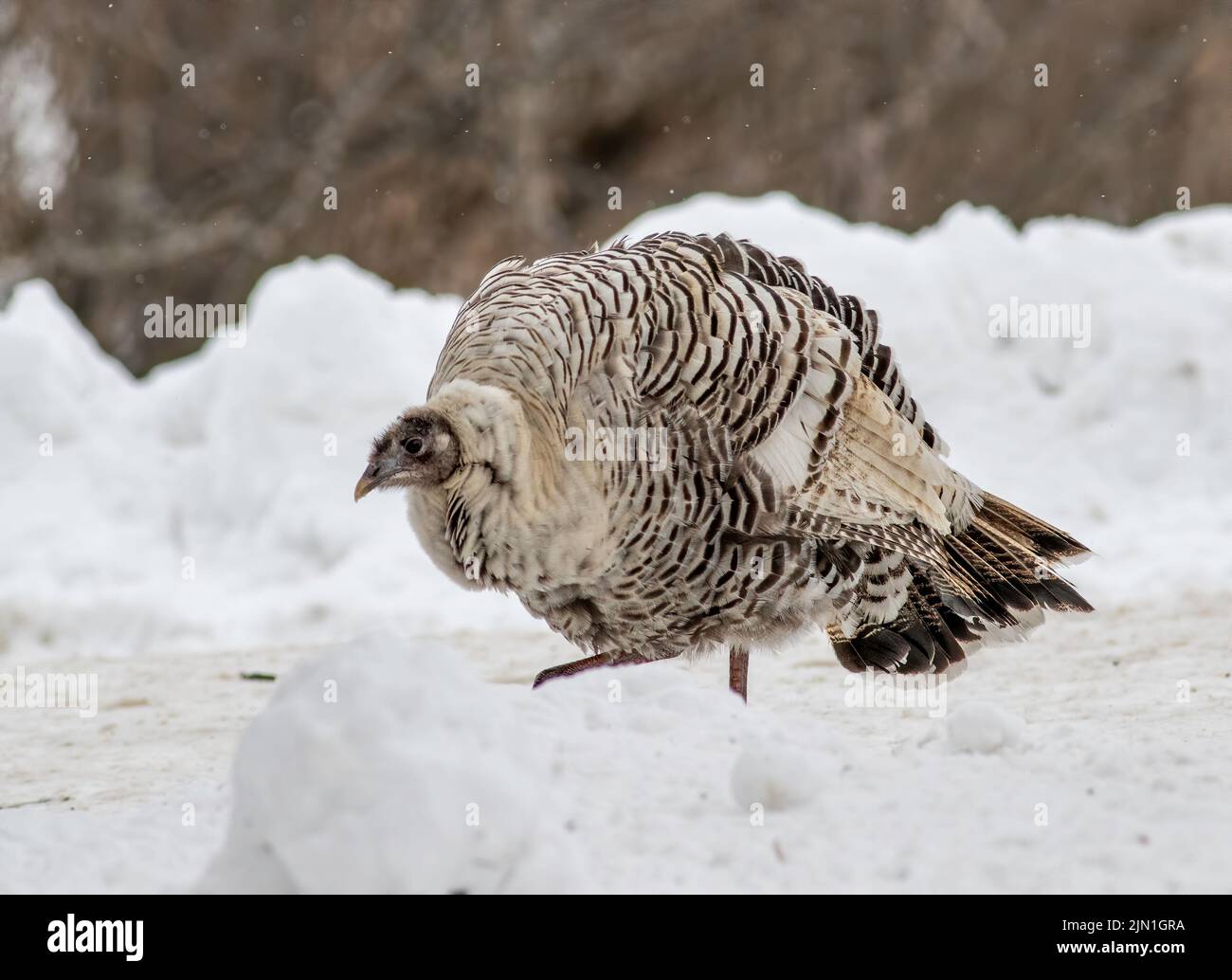 An interesting color morph of a wild turkey seen in Sax Zim area of ...