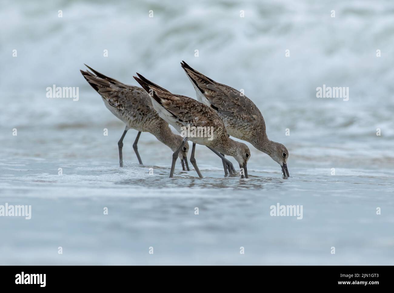 A trio of willets feed in unison as waves wash out on the beach Stock ...