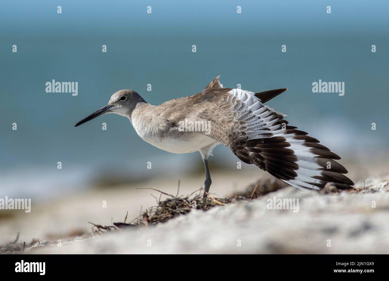 Willet on a beach hi-res stock photography and images - Alamy