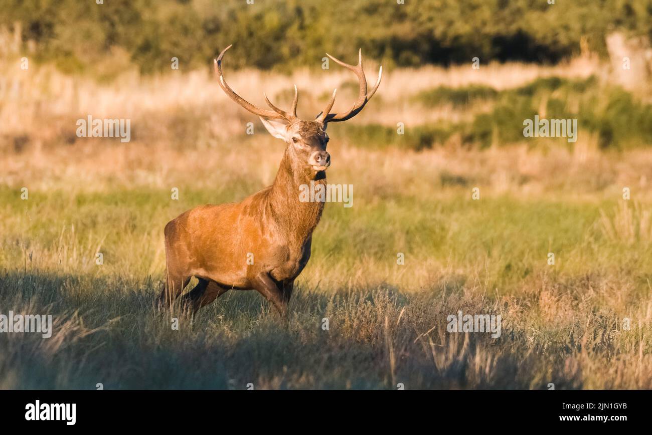 Red deer roaring, Parque Luro Nature Reserve, La Pampa Province ...