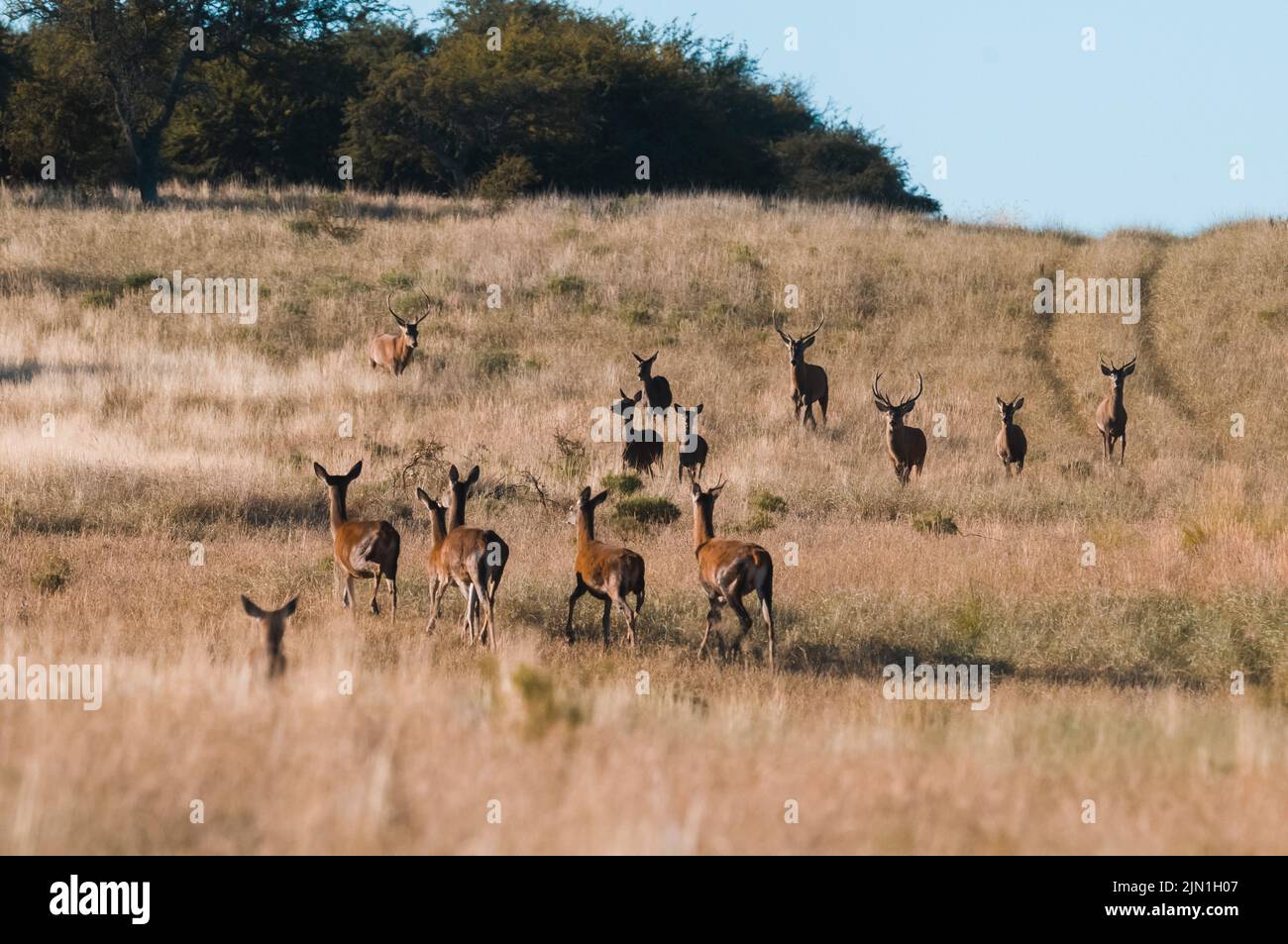 Red deer roaring, Parque Luro Nature Reserve, La Pampa Province ...