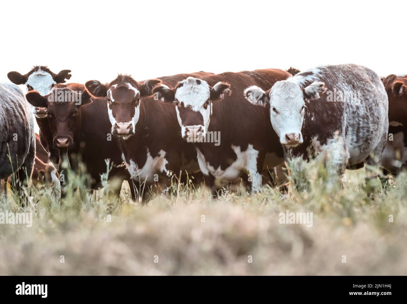 Cows raised with natural pastures, meat production in the Argentine ...