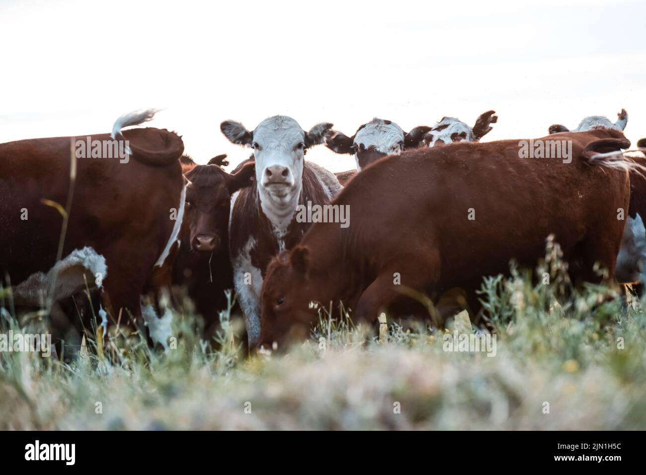 Cows raised with natural pastures, meat production in the Argentine ...