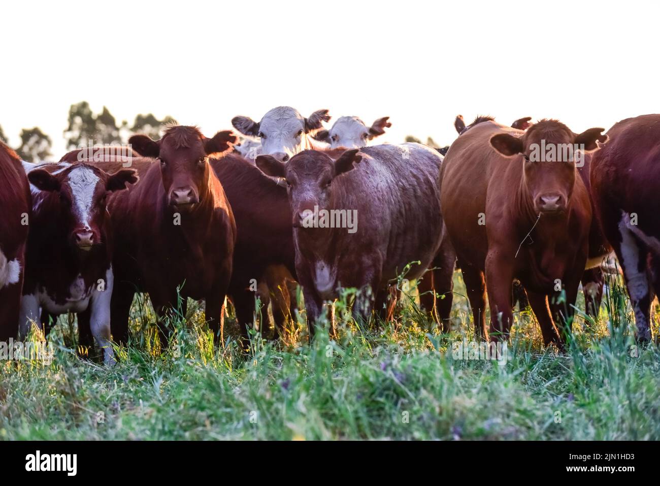Cows raised with natural pastures, meat production in the Argentine ...