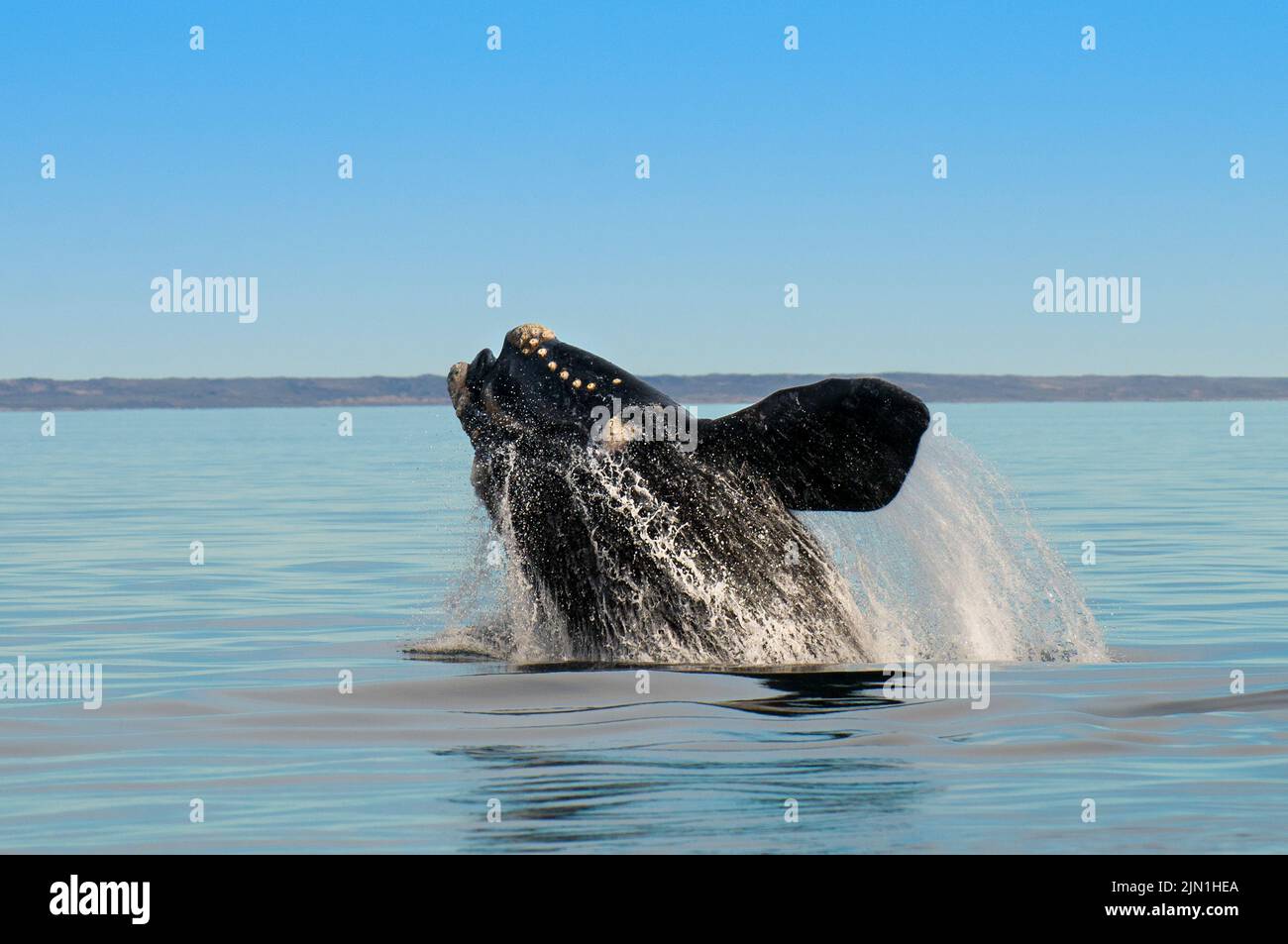 Southern right whale jumping, Peninsula Valdes, Patagonia, Argentina ...