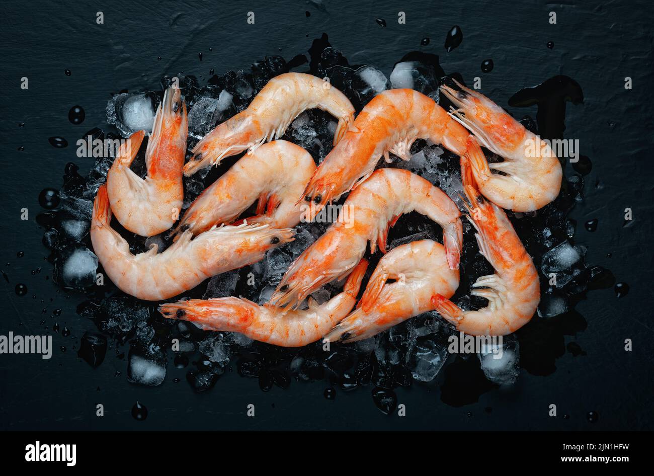 Largest Shrimp Ever