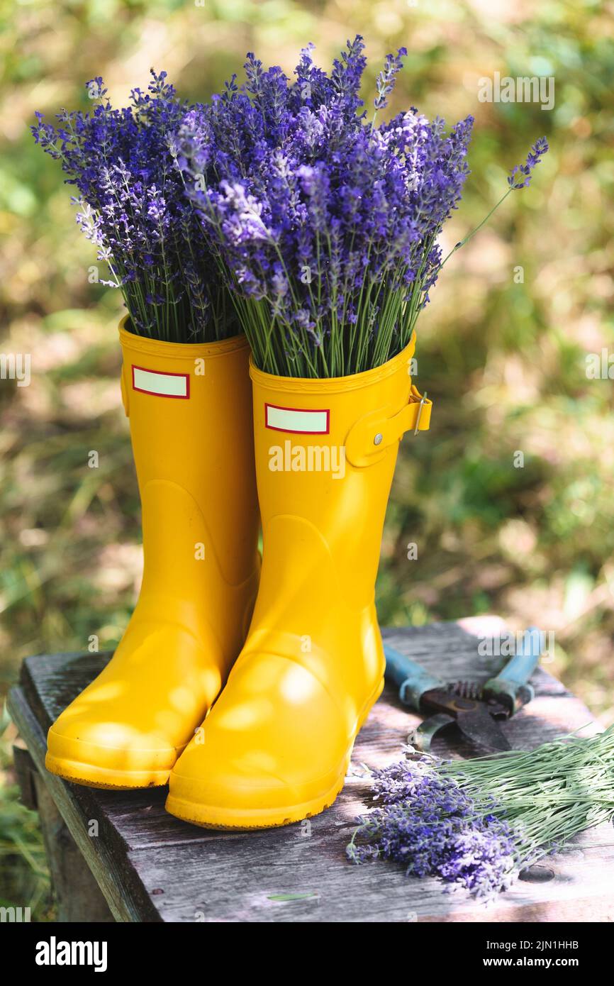 bouquets of lavender in yellow rubber boots on the background of the ...