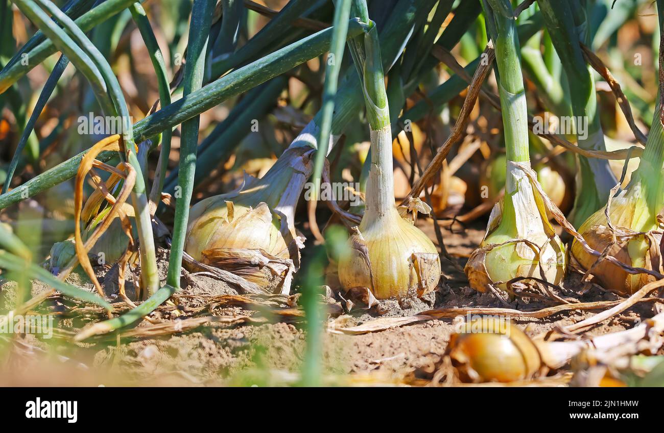 Closup of ripe yellow brown common bulb onions plants (allium cepa) in ...