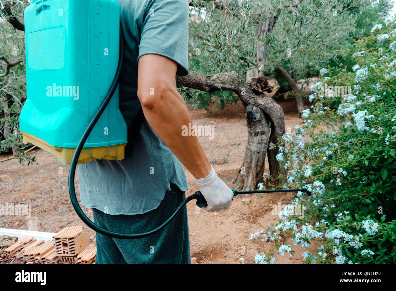 a caucasian man sprays insecticide on a shrub with a knapsack sprayer ...