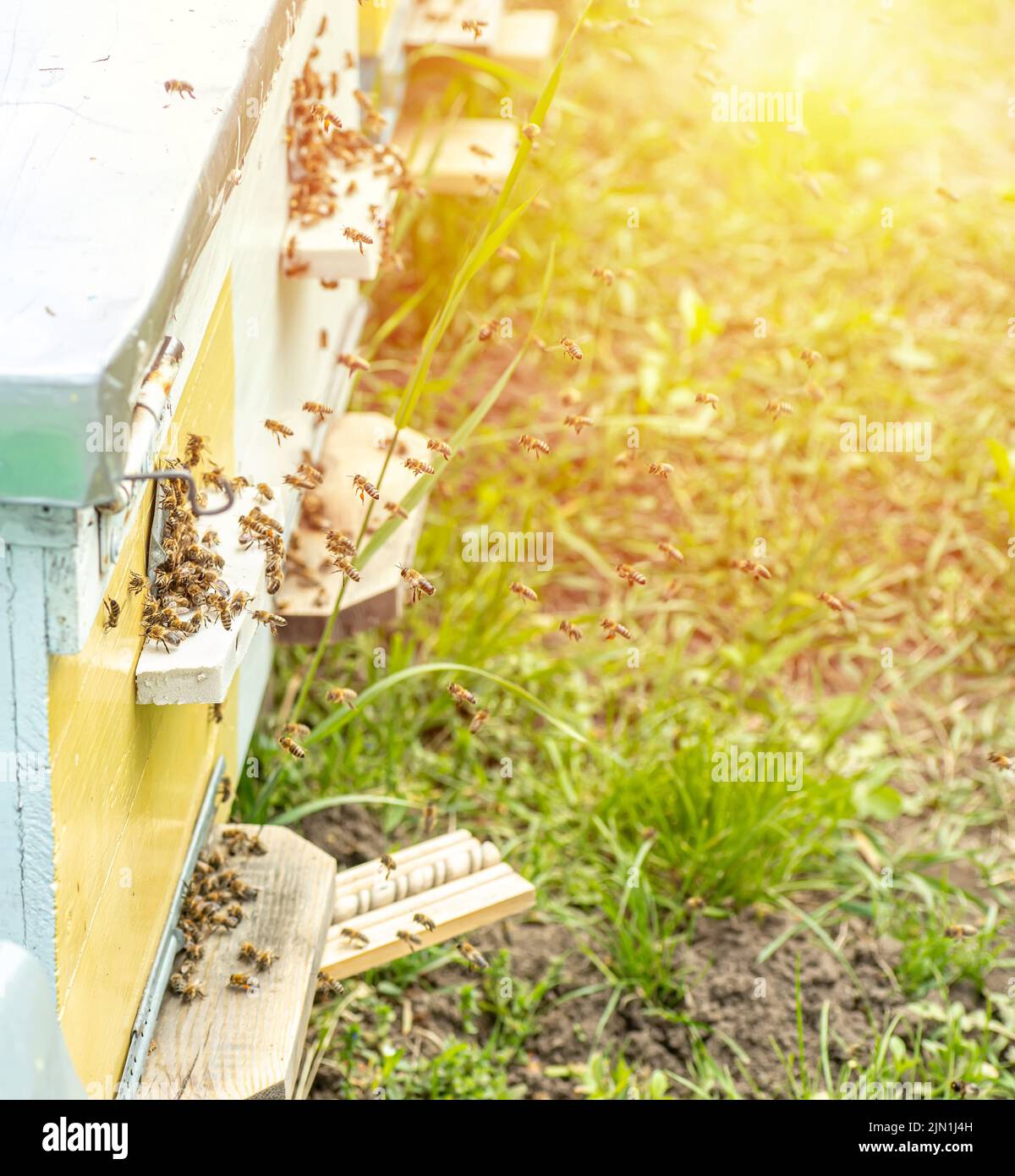 Background with beehives. Beehives with honey bees on green grass. bees ...