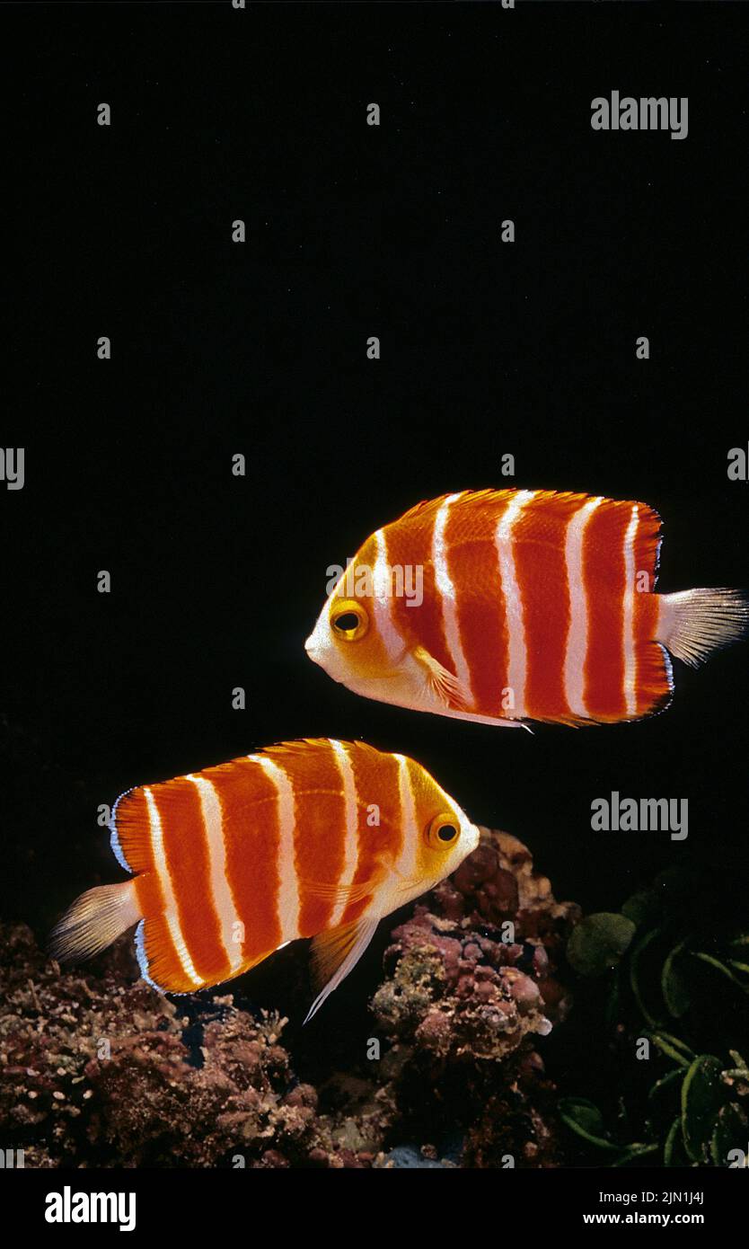 Peppermint angelfish (Centropyge boylei), also known as Paracentropyge ...