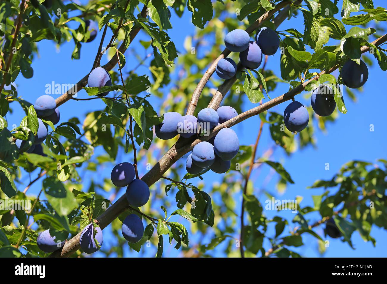 Closeup of ripe blue european plums (prunus domestica) hanging in green ...