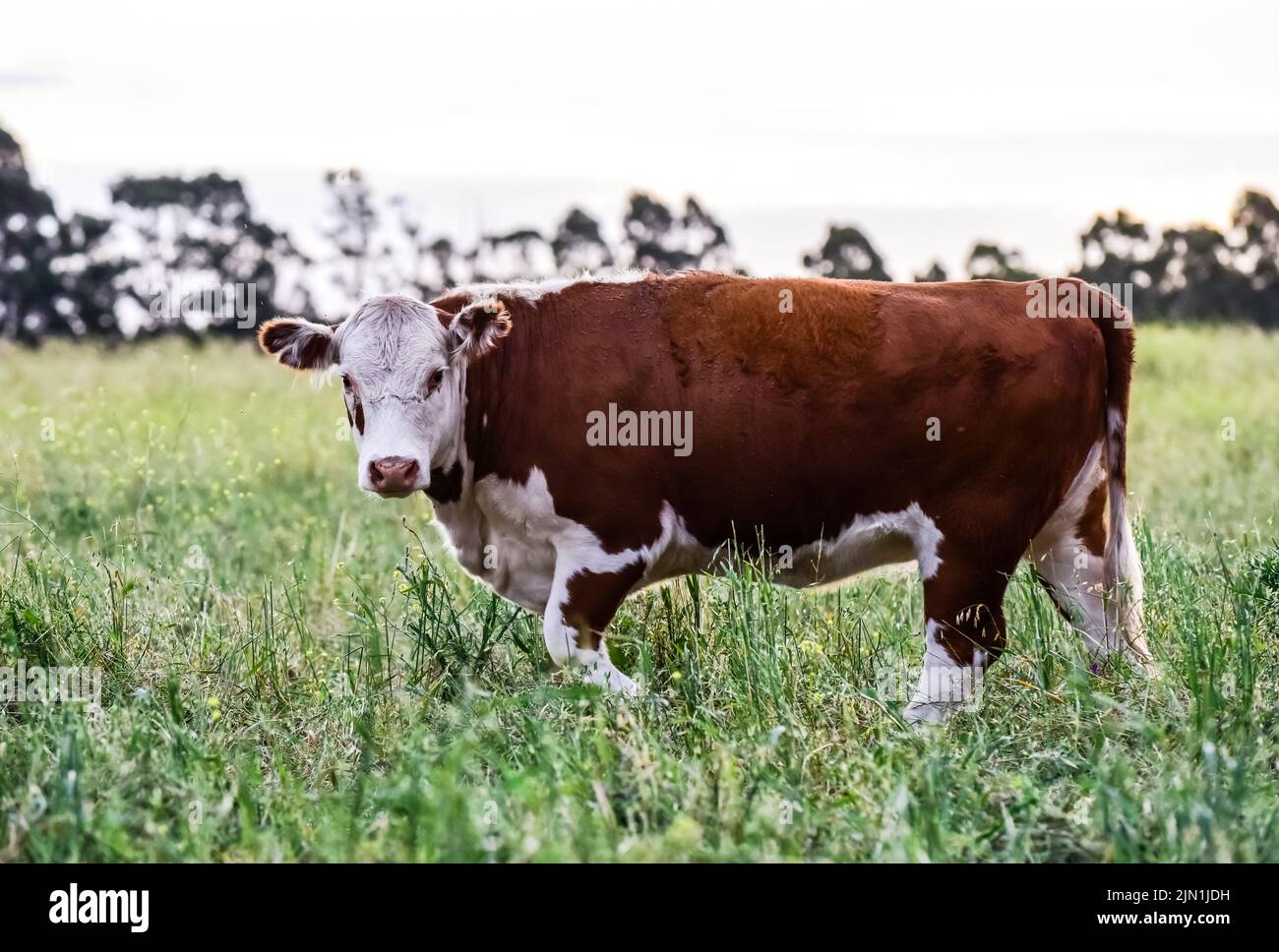 Cows raised with natural pastures, meat production in the Argentine ...
