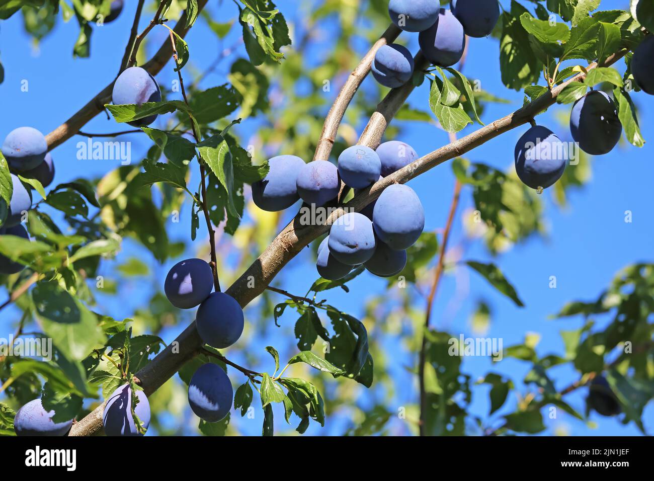 Closeup of ripe blue european plums (prunus domestica) hanging in green ...