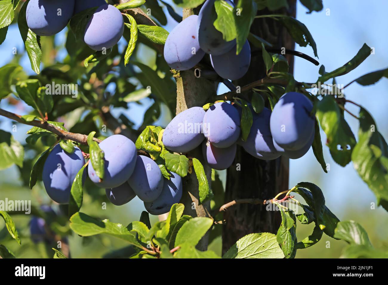 Closeup of ripe blue european plums (prunus domestica) hanging in green ...
