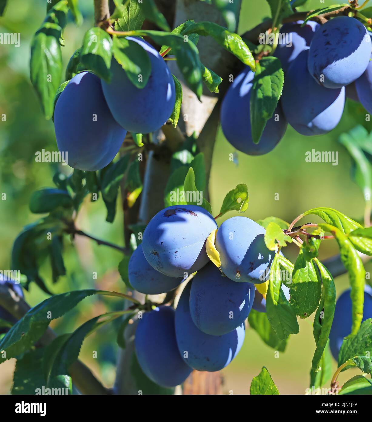 Plum tree fruit germany hi-res stock photography and images - Alamy