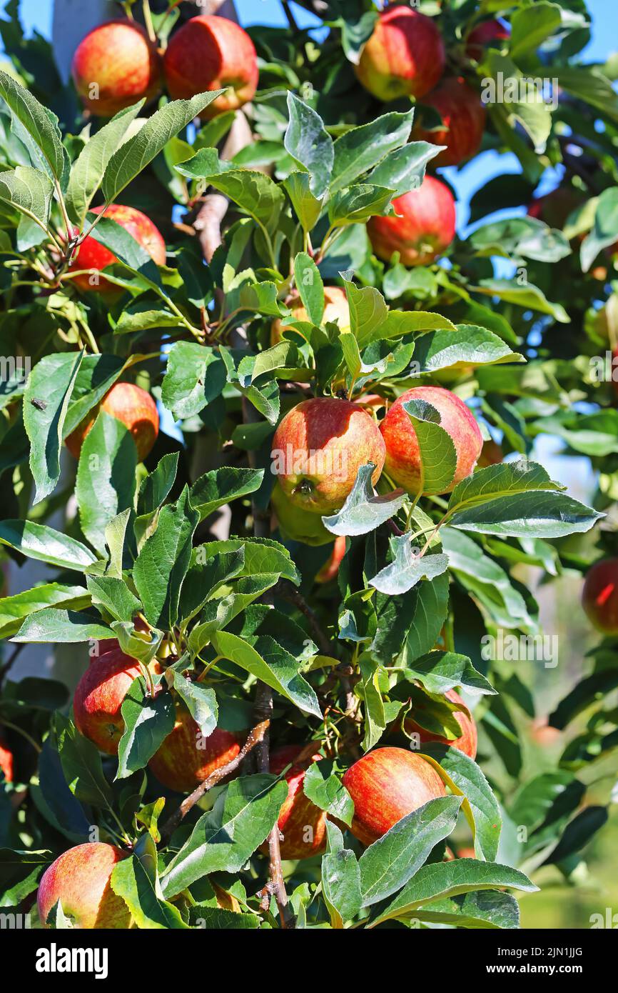 Full frame closeup of isolated green tree branches with bright ripe red ...