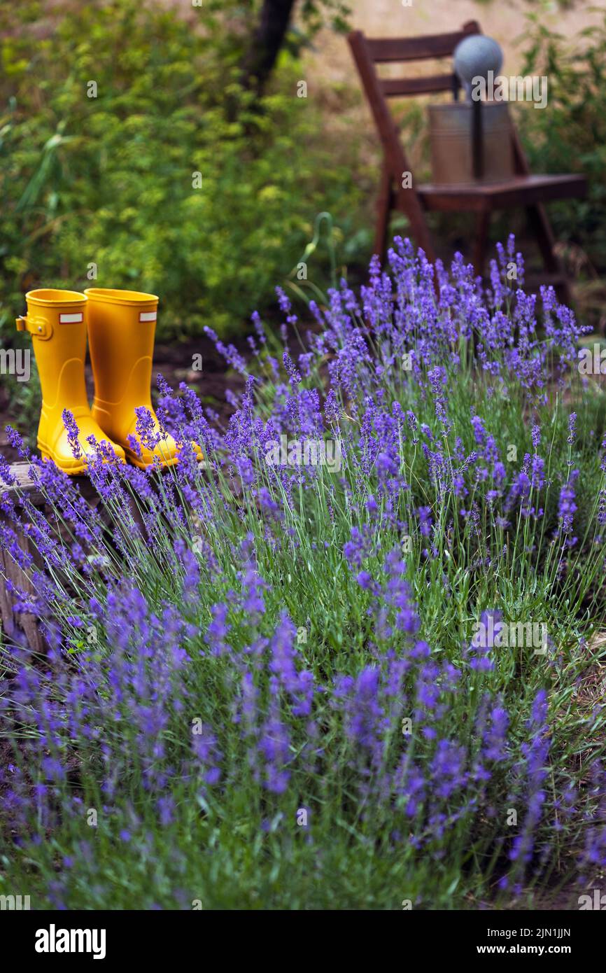 lavender and yellow rubber boots on the background of the garden Stock ...
