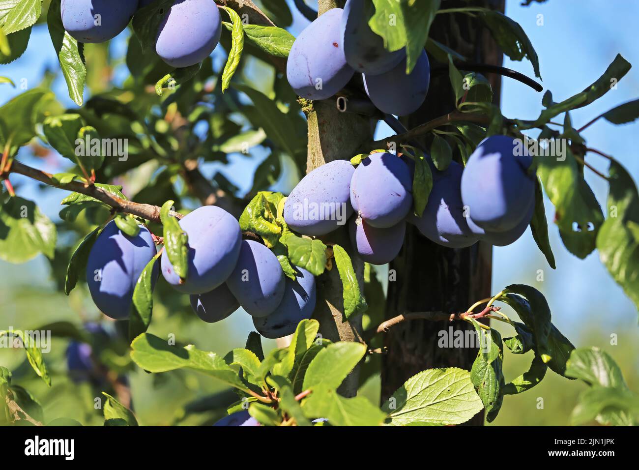 Closeup of ripe blue european plums (prunus domestica) hanging in green ...