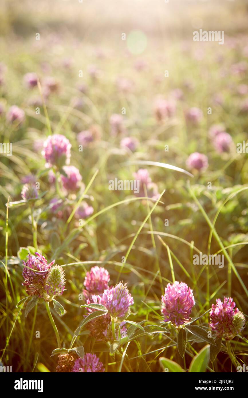 Beautiful clover hi-res stock photography and images - Alamy