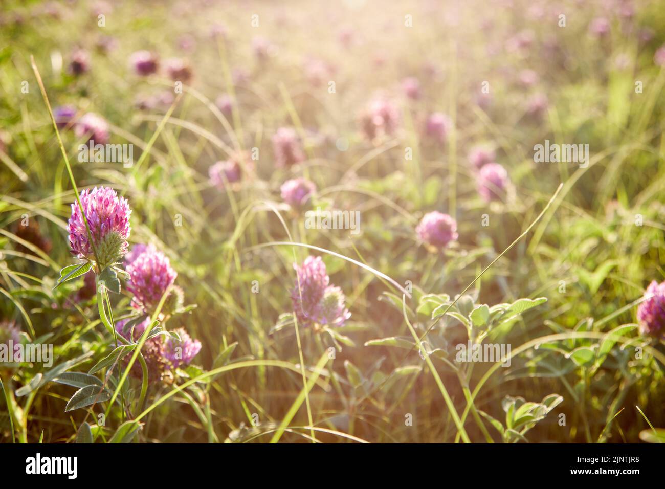 Beautiful clover hi-res stock photography and images - Alamy