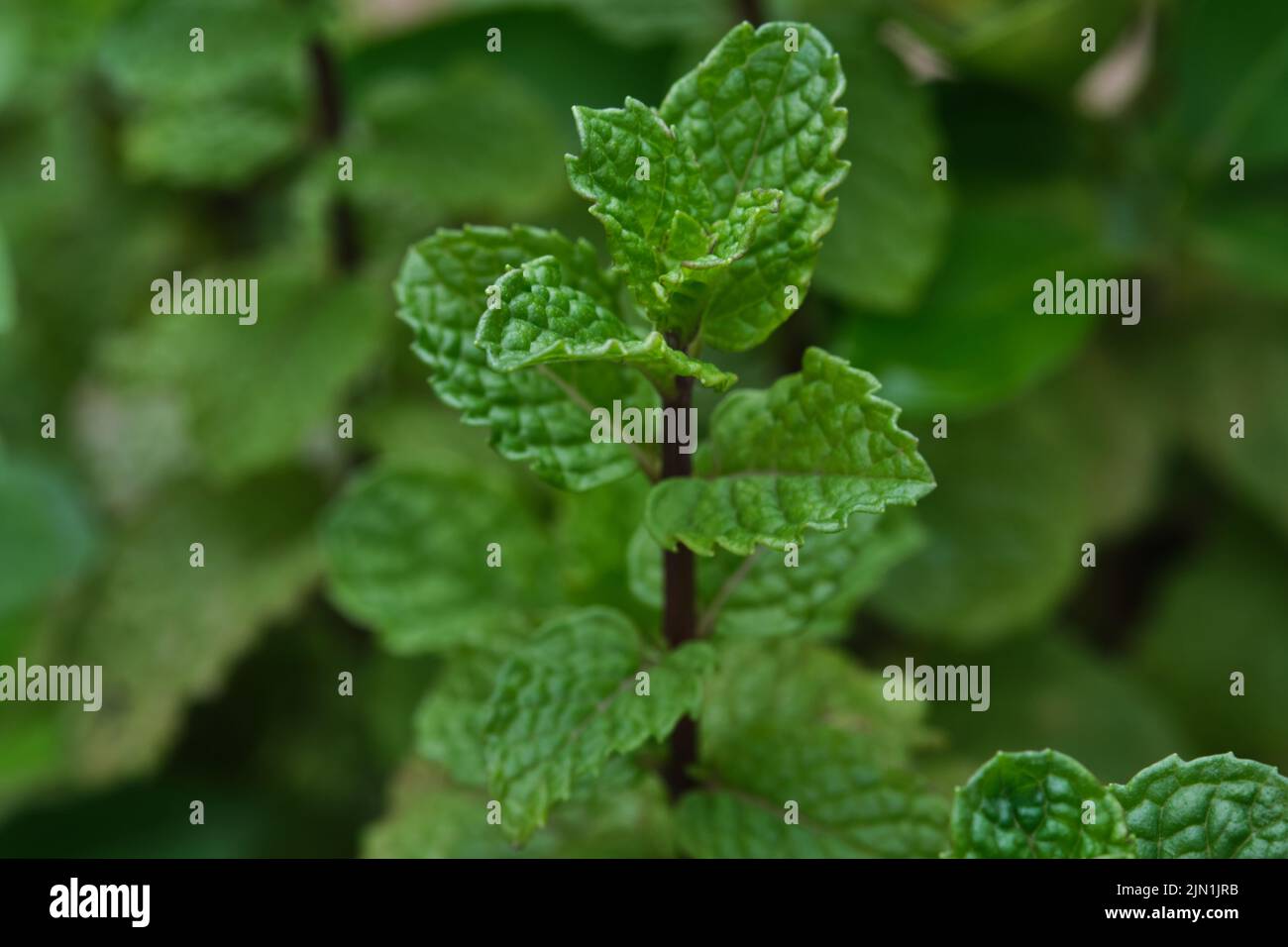 Garden mint, Spear mint, Bush mint, Menthol Mint in the garden bed ...