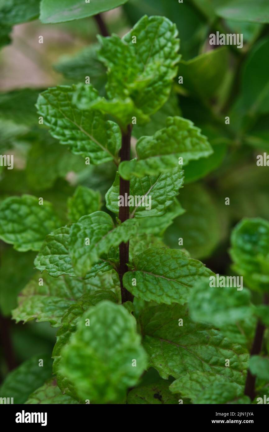Garden mint, Spear mint, Bush mint, Menthol Mint in the garden bed ...