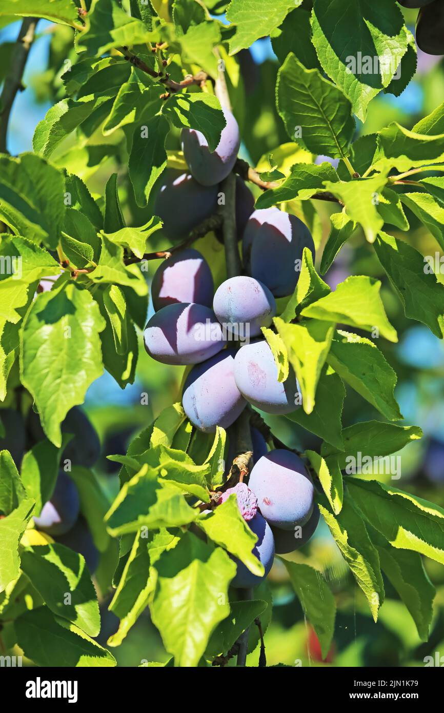 Closeup of ripe blue european plums (prunus domestica) hanging in green ...