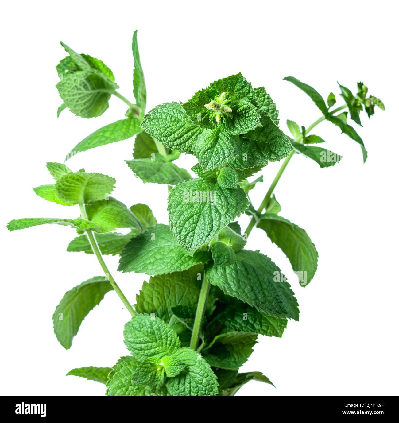 Bunch of mints isolated on a white background Stock Photo - Alamy