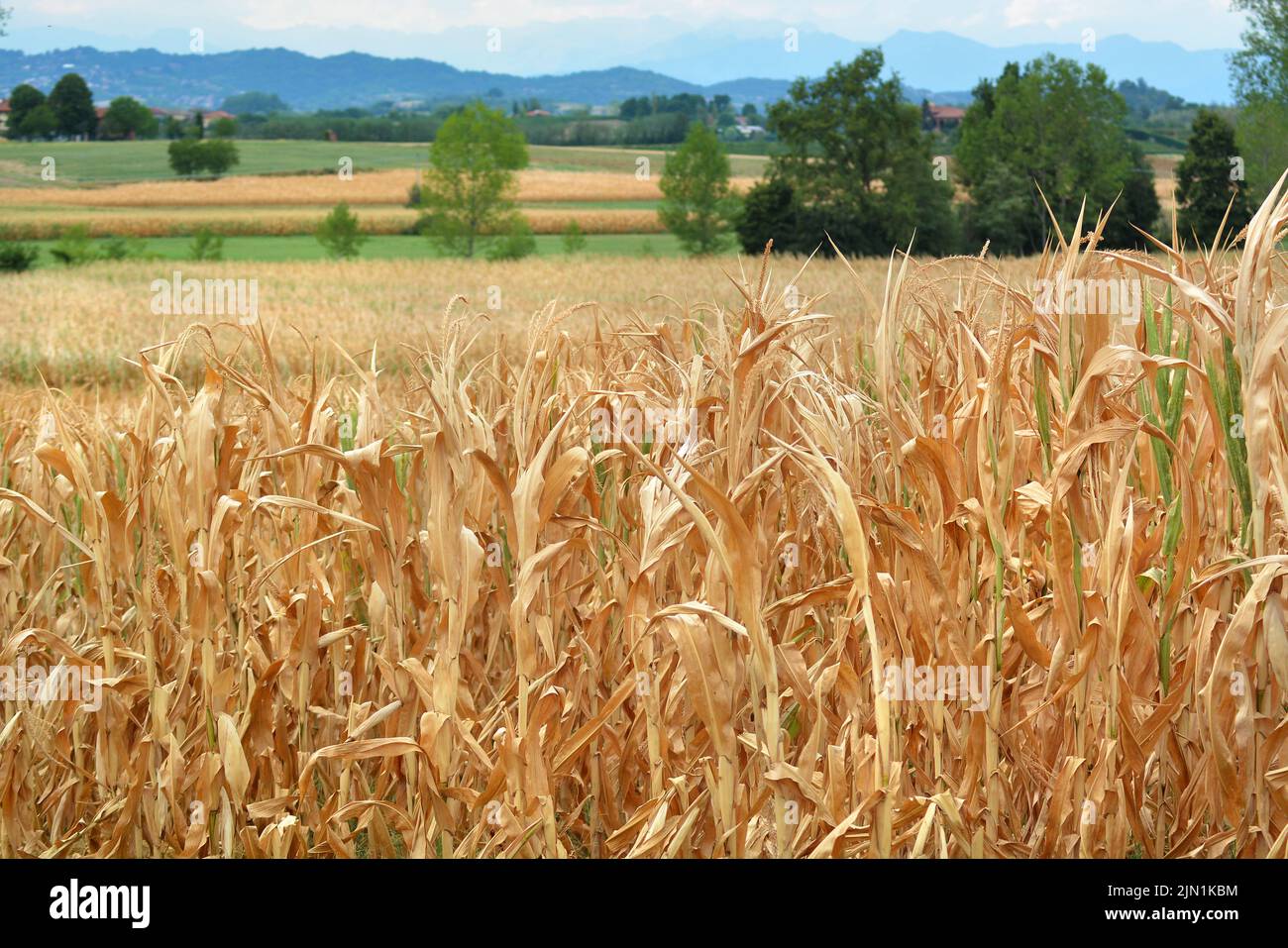 Dry corn fields due to drought Stock Photo - Alamy