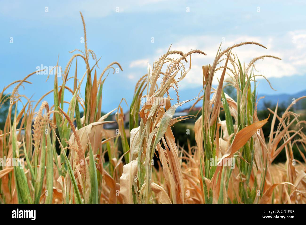 Detail dry land due hi-res stock photography and images - Alamy