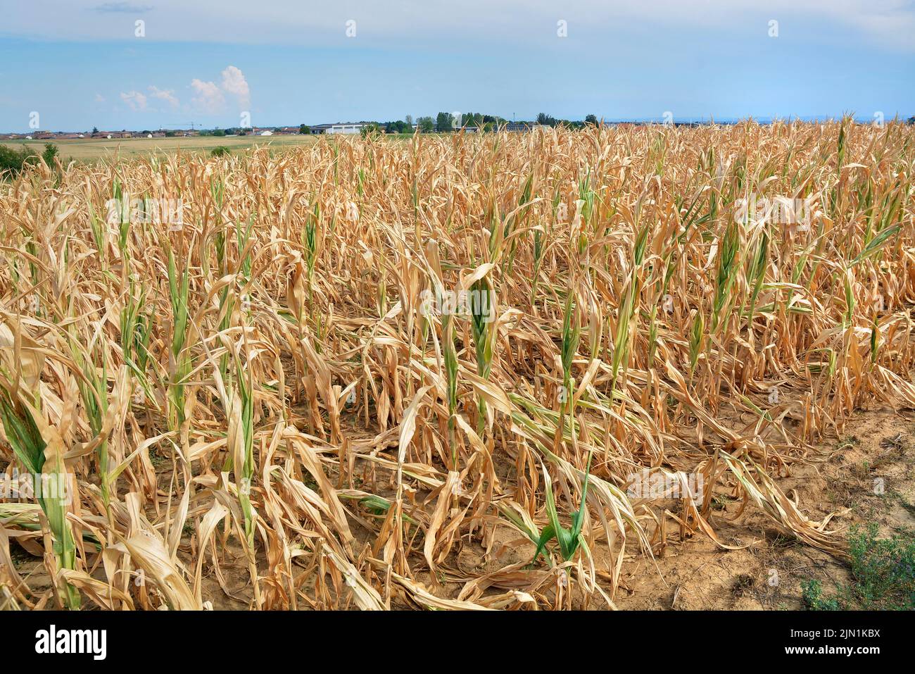 Detail dry land due hi-res stock photography and images - Alamy
