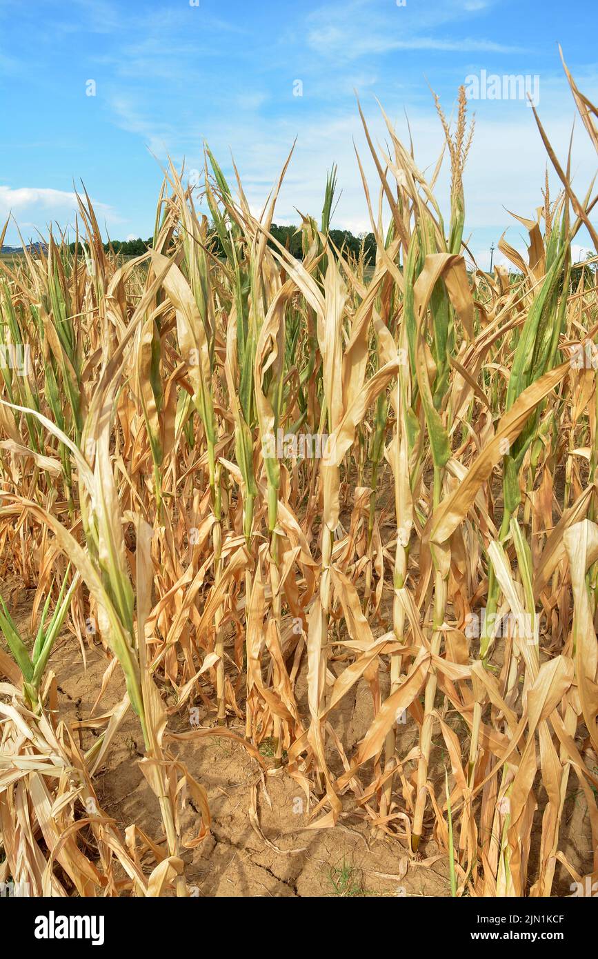 Dry corn fields due to drought Stock Photo - Alamy