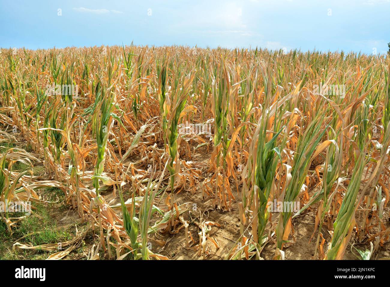 Dry corn fields due to drought Stock Photo - Alamy