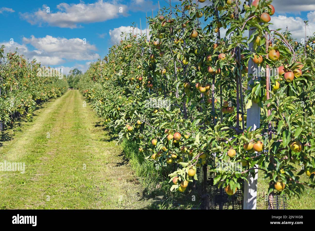 Trees with ripe red apples in a row on german fruit orchard, blue ...