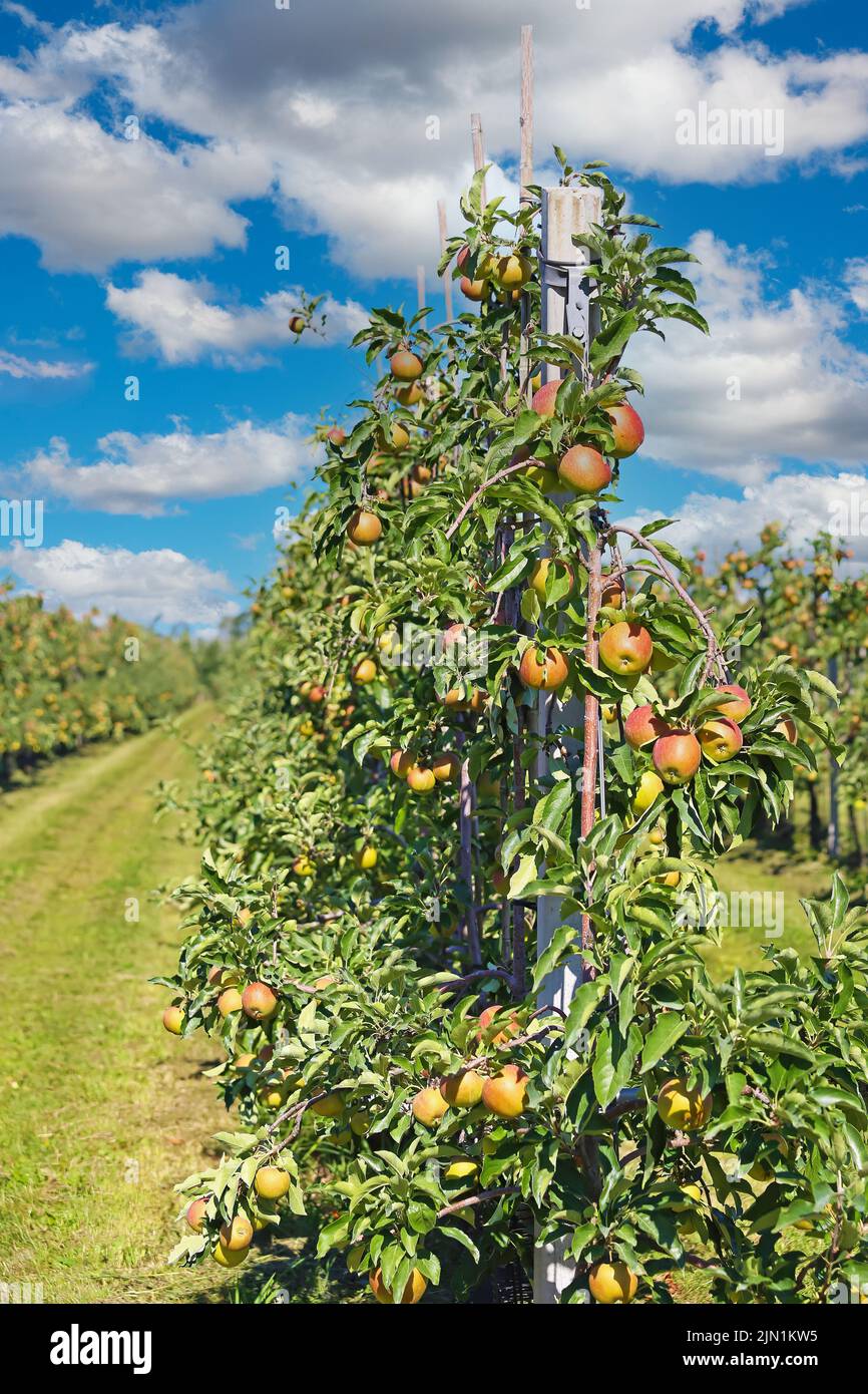 Trees with ripe red apples in a row on german fruit orchard, blue ...