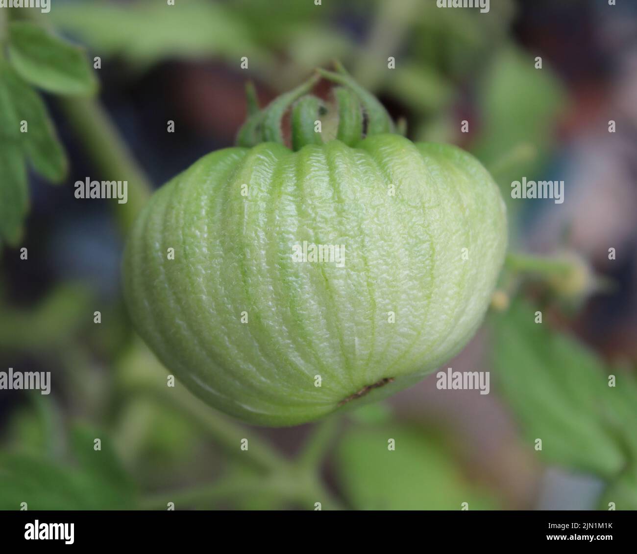 Wrinkled tomato hi-res stock photography and images - Alamy
