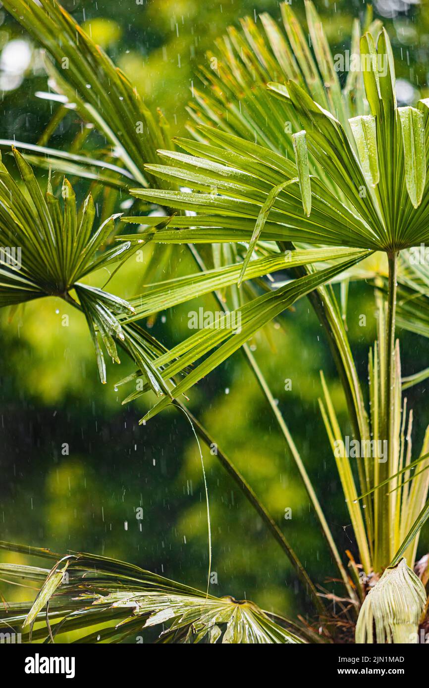 A vertical shot of a Chinese windmill palm plant - Trachycarpus ...