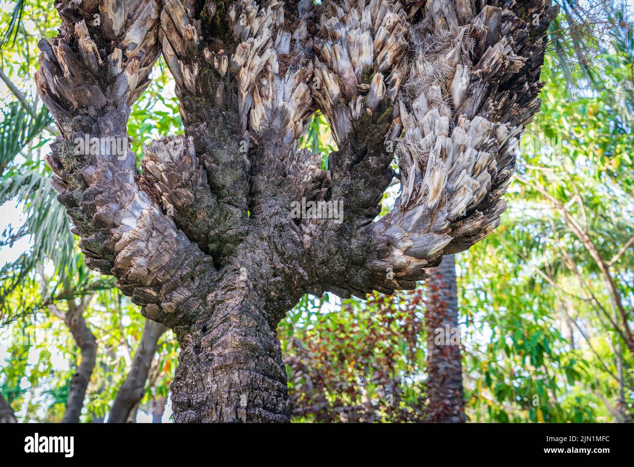 Several palm tree branches hi-res stock photography and images - Alamy