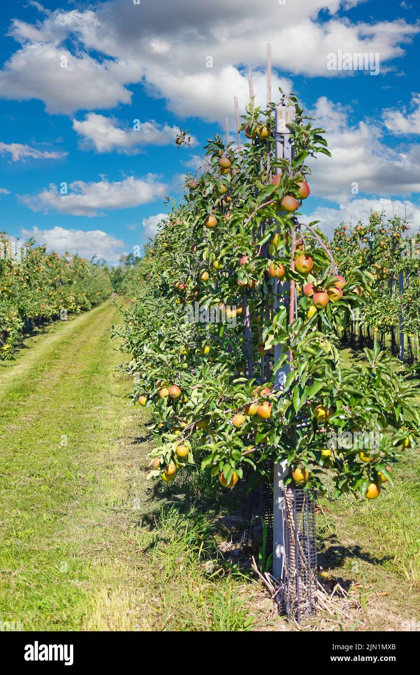 Trees with ripe red apples in a row on german fruit orchard, blue ...