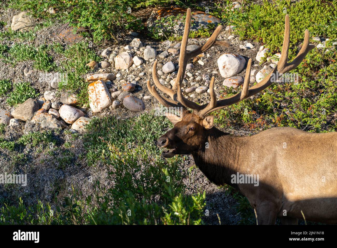 Jasper national park scenery animal hi-res stock photography and images ...