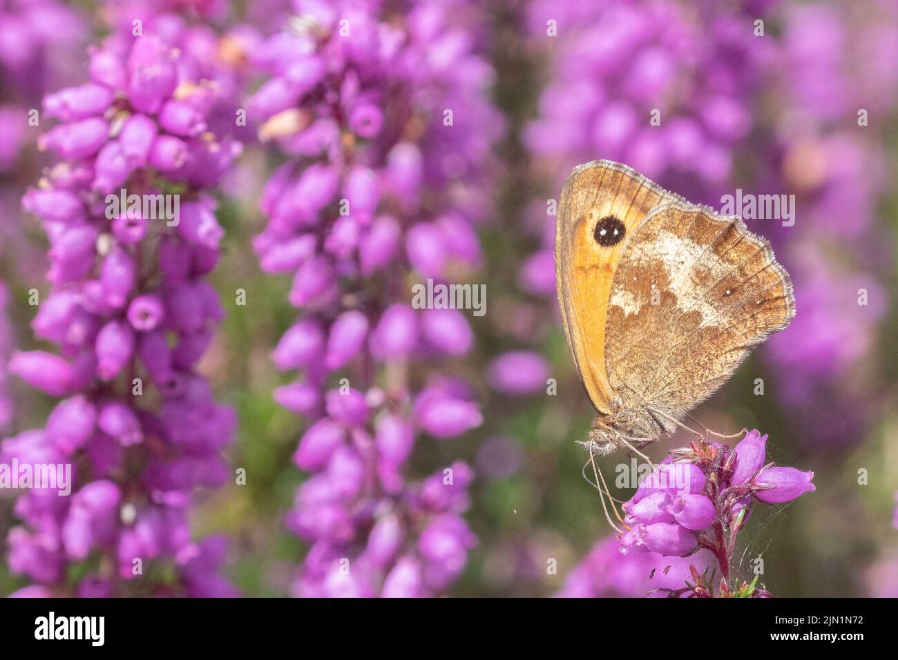 Gatekeeper butterfly in southampton old cemetery hi-res stock ...