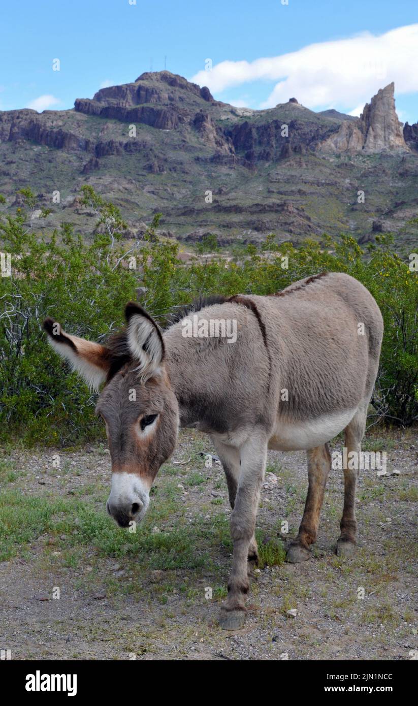 A wild burro, or donkey, in rugged terrain along Route 66 near Oatman ...